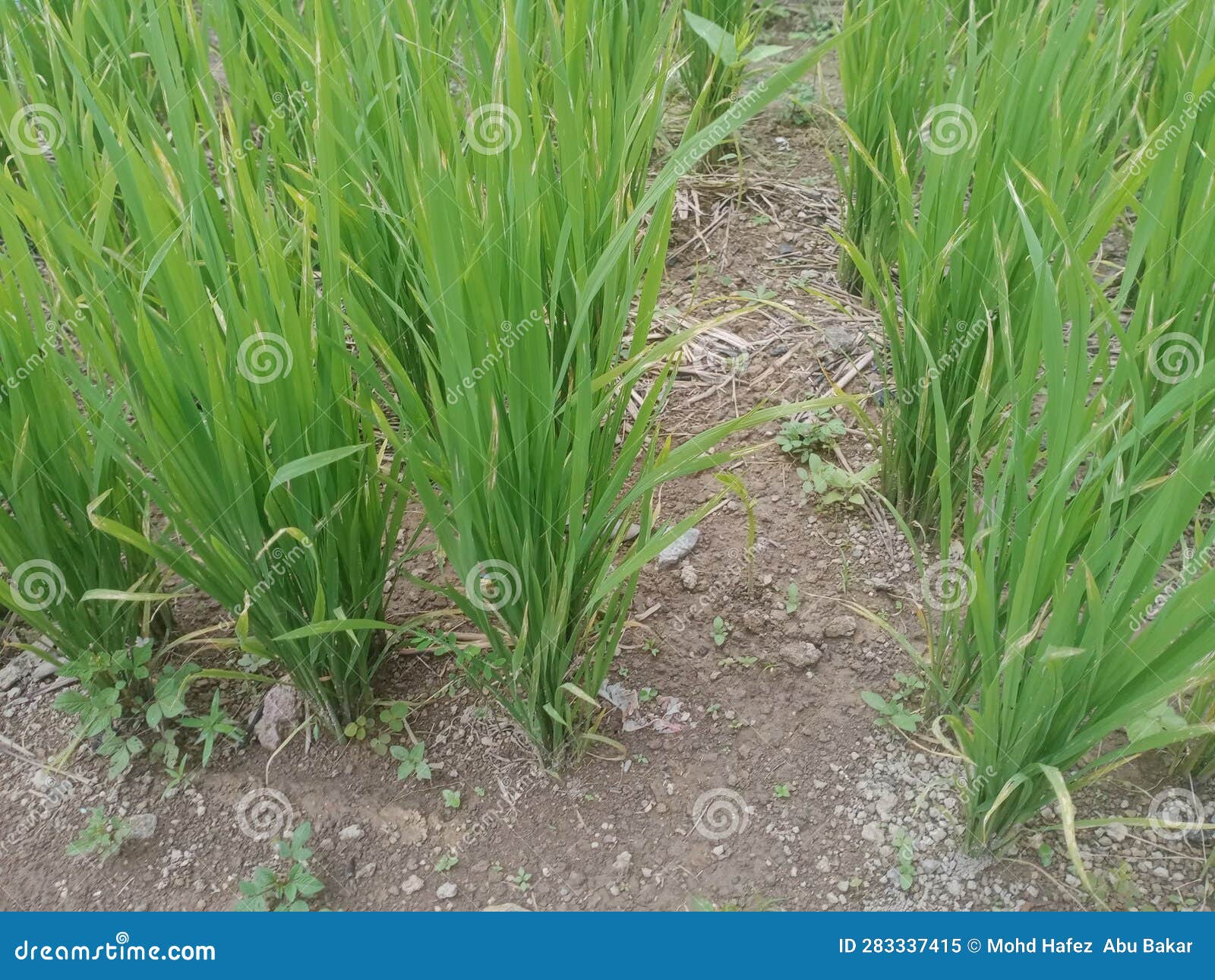 Rice or Paddy Plant Close-up Stock Image - Image of landscape, farm ...