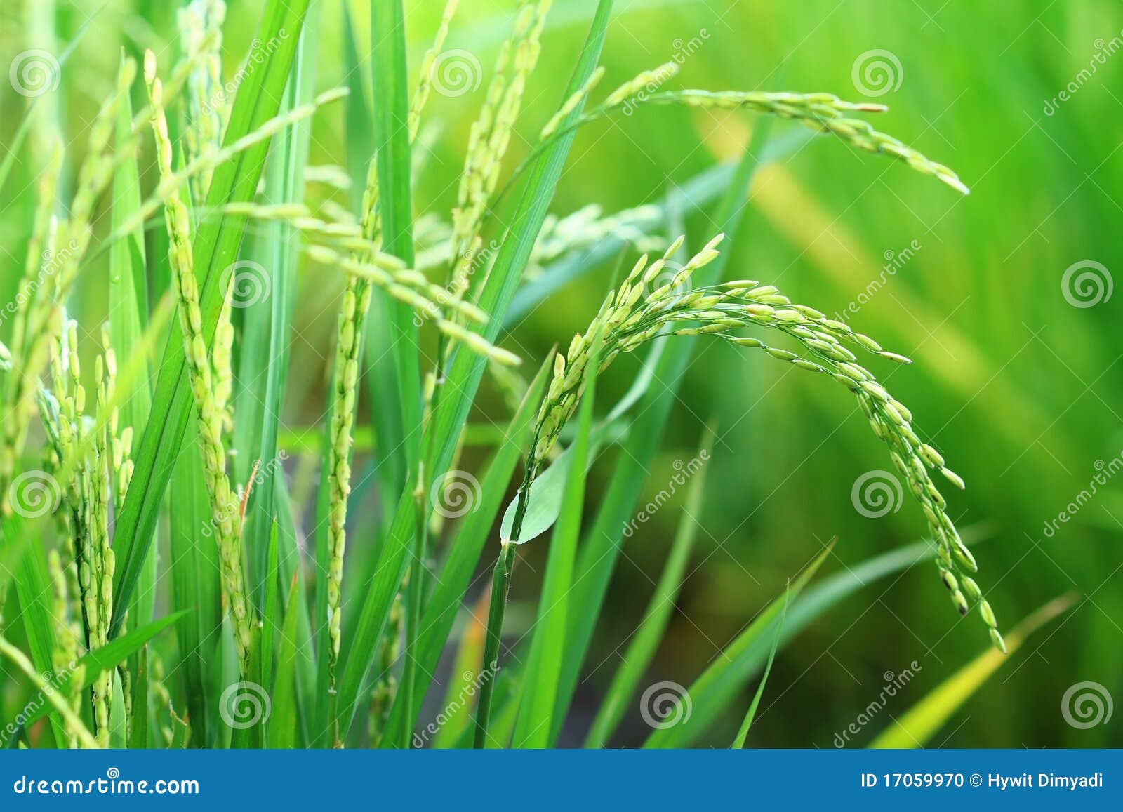 Rice paddy plant closeup stock photo. Image of farming - 17059970