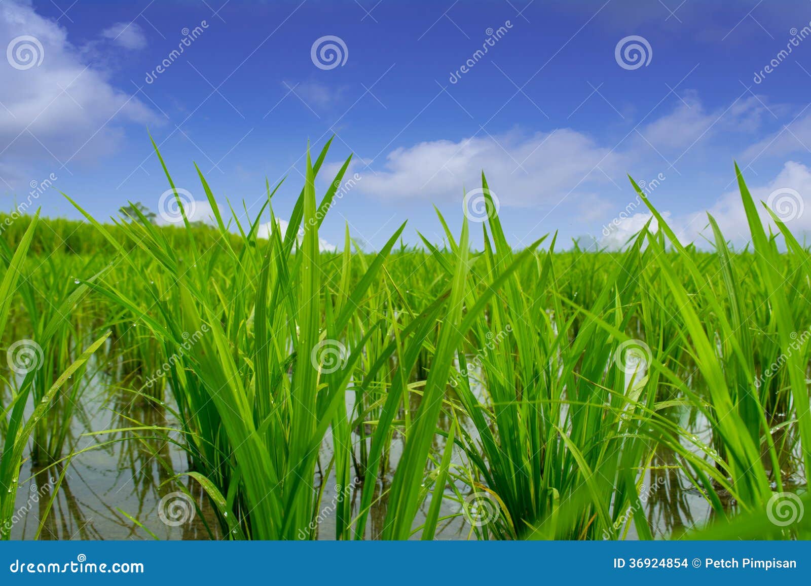 Rice plant and Sky stock photo. Image of crop, food, plant - 36924854