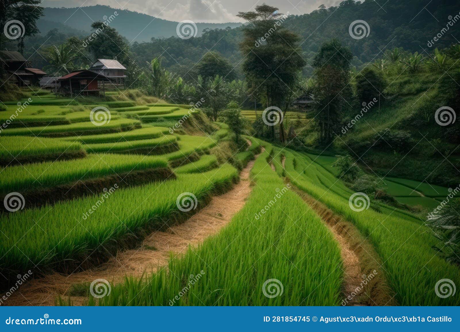 Rice Paddy Plantation in the Fields of Thailand. Generative AI. Stock ...