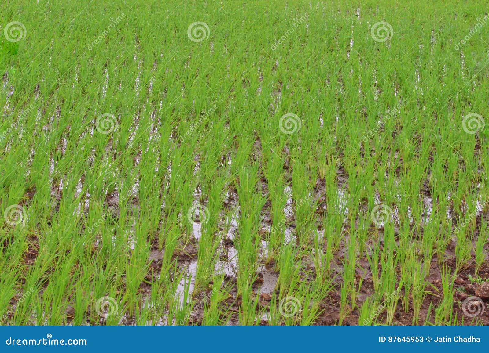 Rice paddy plantation stock image. Image of asia, beverages - 87645953