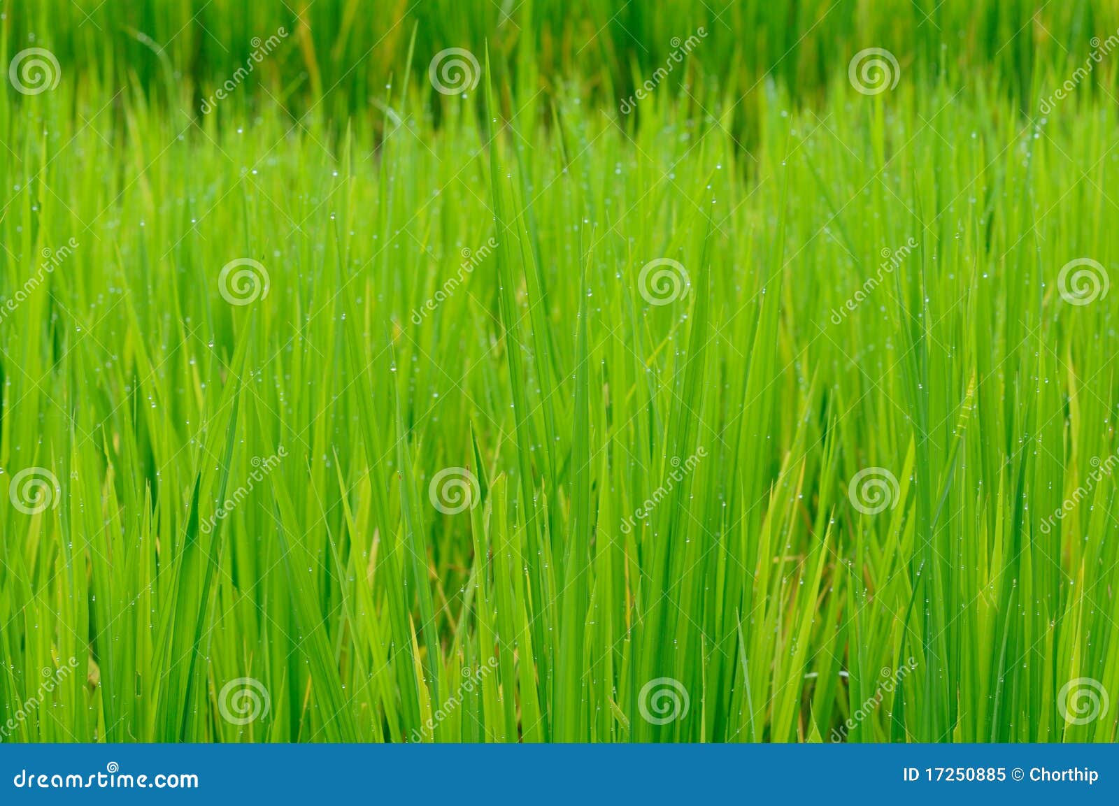 Rice paddy after rain. stock image. Image of nature, blade - 17250885