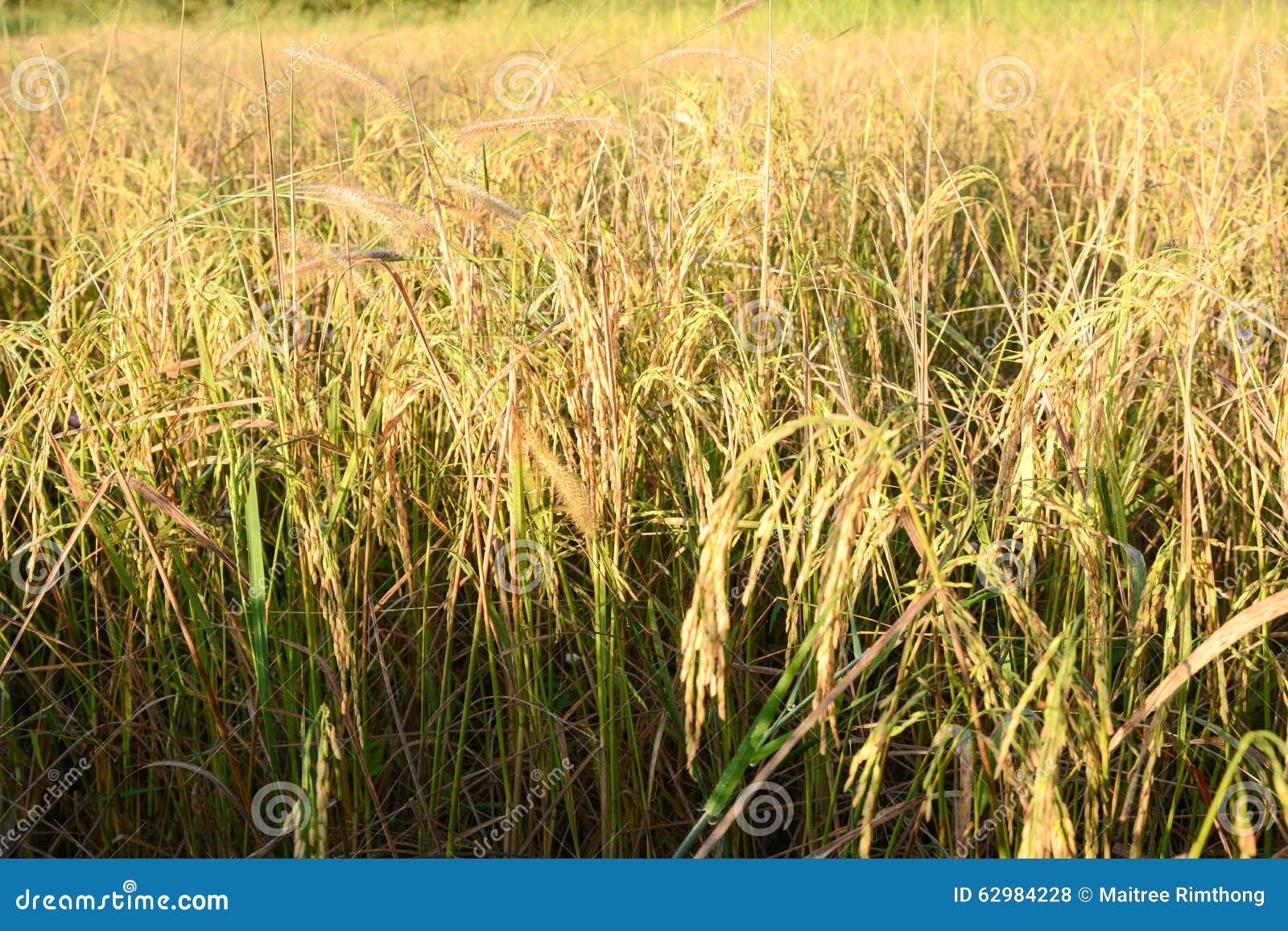 Rice,Paddy rice stock photo. Image of grow, yellow, paddy - 62984228