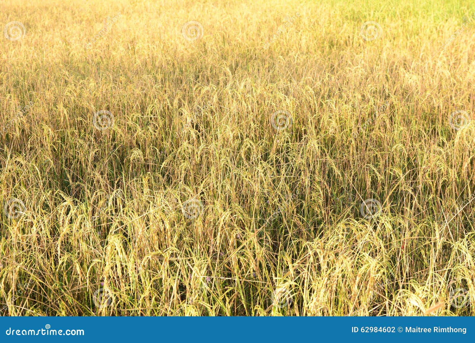 Rice,Paddy rice stock photo. Image of agriculture, seed - 62984602