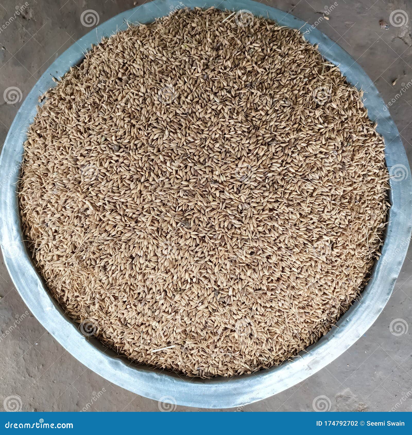 Rice paddy stock photo. Image of rice, container, product - 174792702