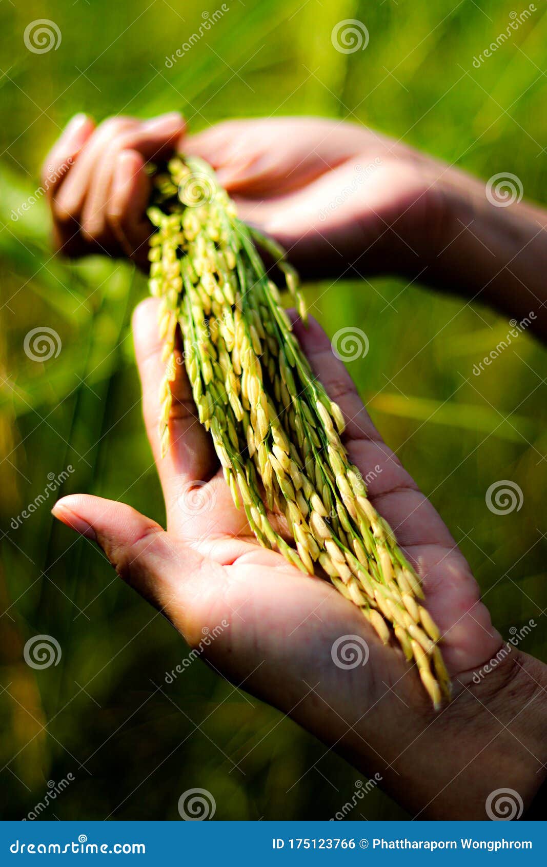 Rice paddy. stock photo. Image of field, organic, natural - 175123766