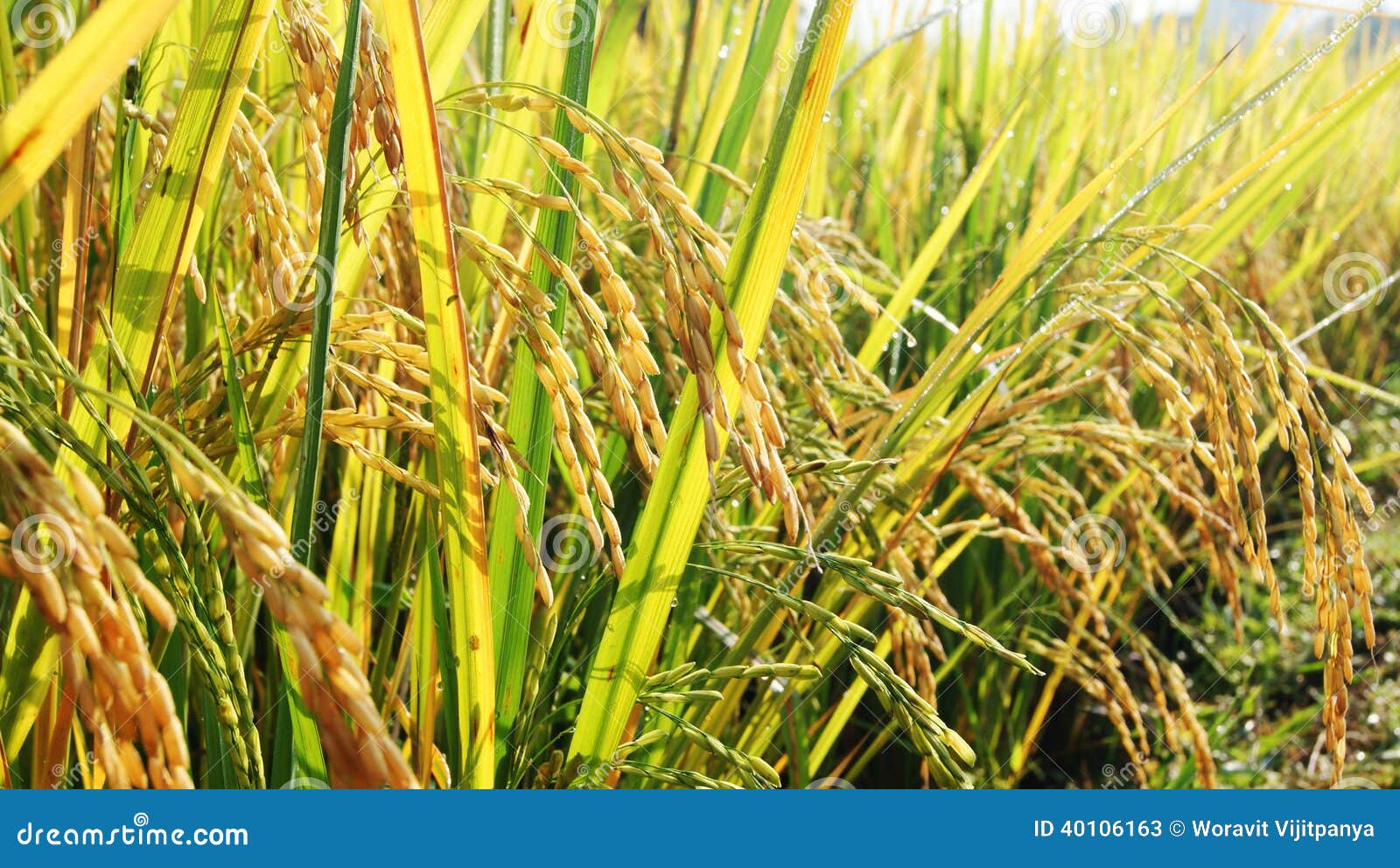 Rice paddy stock image. Image of nature, seed, food, field - 40106163
