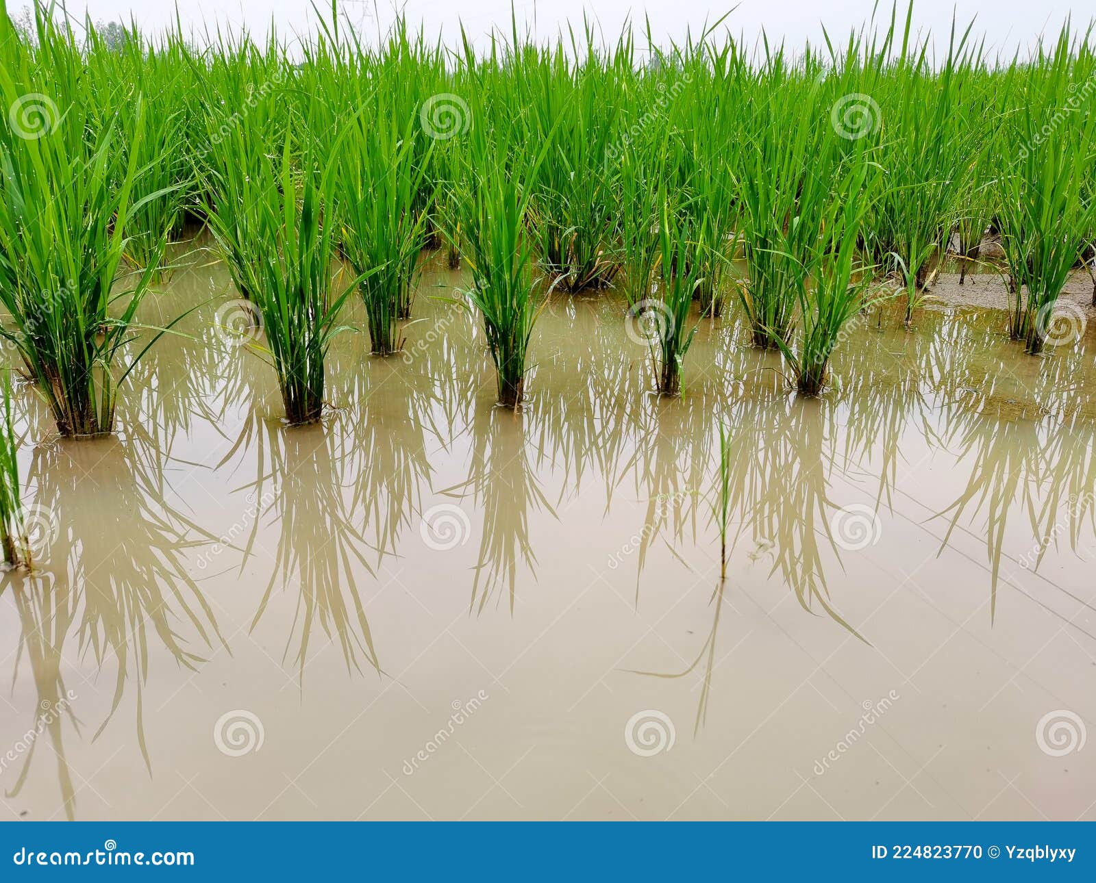 Rice paddy seedling field stock photo. Image of food - 224823770