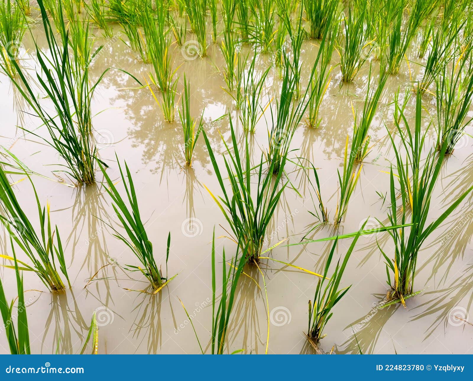 Rice paddy seedling field stock photo. Image of plant - 224823780
