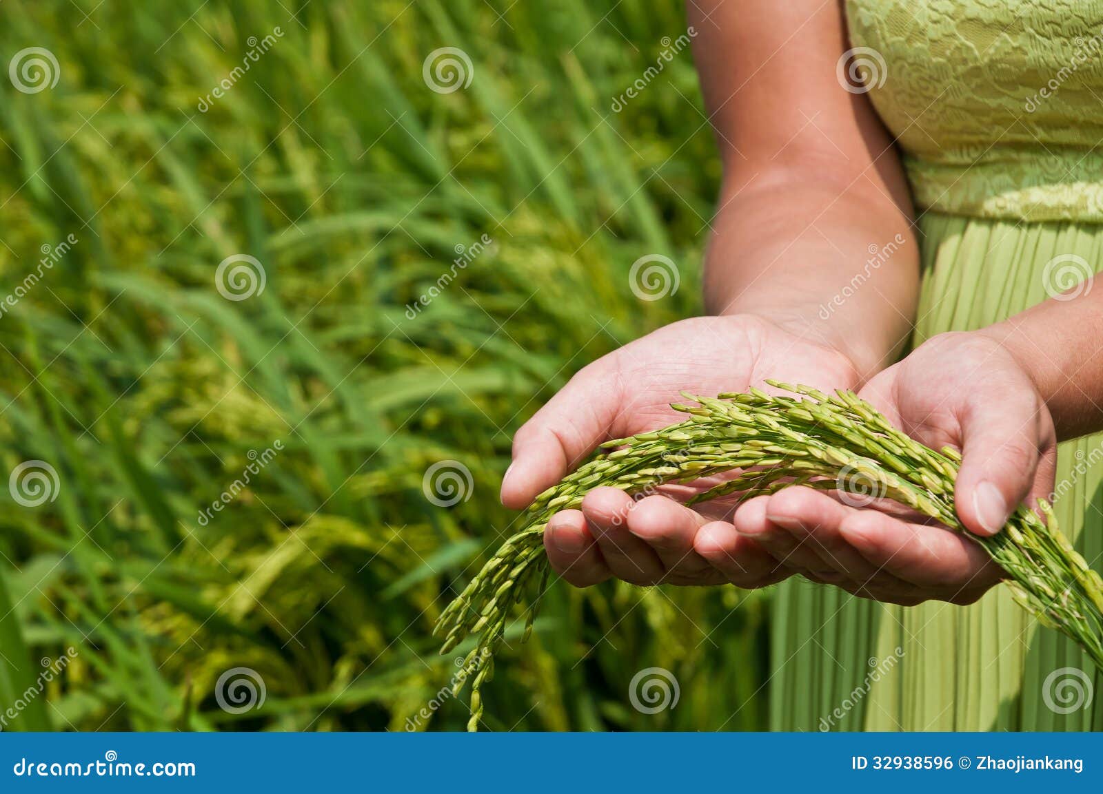 Rice paddy stock photo. Image of farmland, crops, field - 32938596