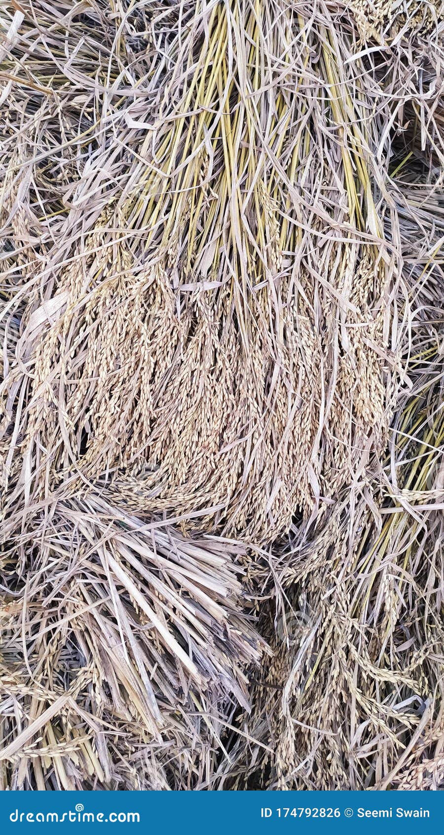 Rice paddy with straw bale stock photo. Image of straw - 174792826