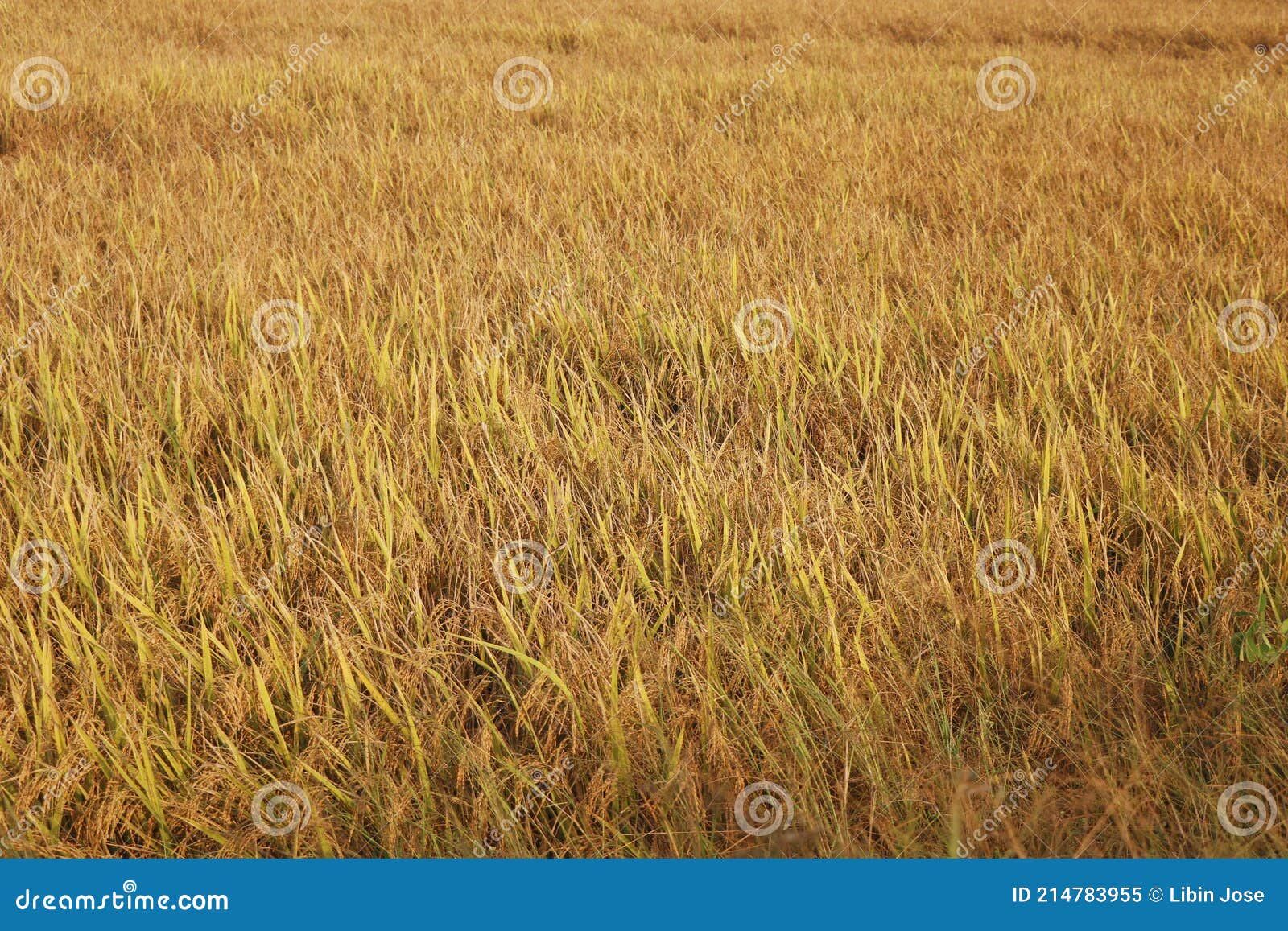 Rice Paddy in a Sunny Day Ready for Harvest Stock Image - Image of ...