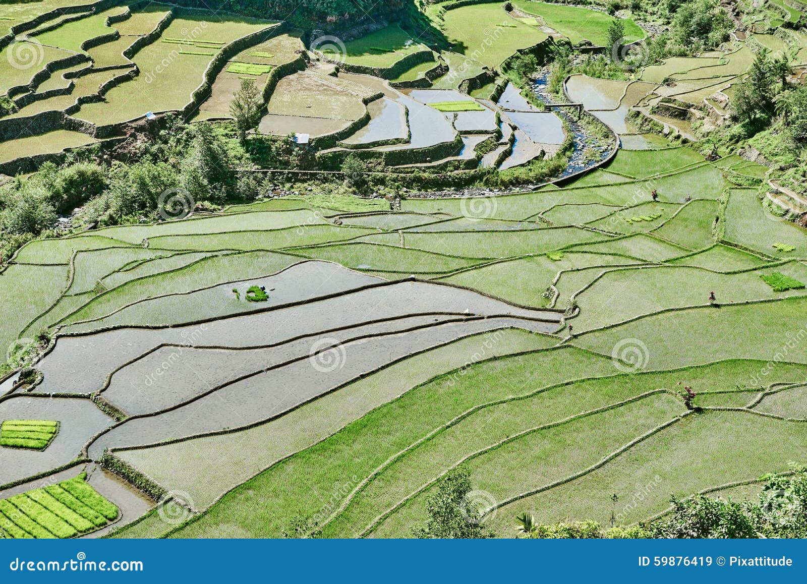 Rice Paddy Terrace Fields Philippines Stock Image - Image of paddy ...