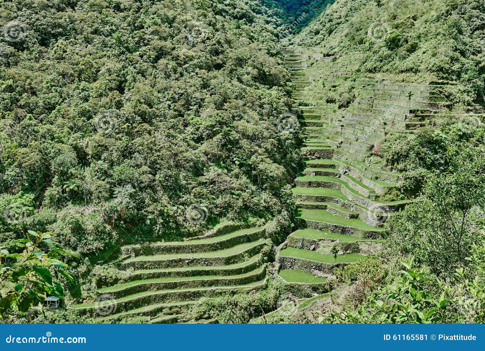 Rice Paddy Terrace Fields Philippines Stock Image - Image of luzon ...