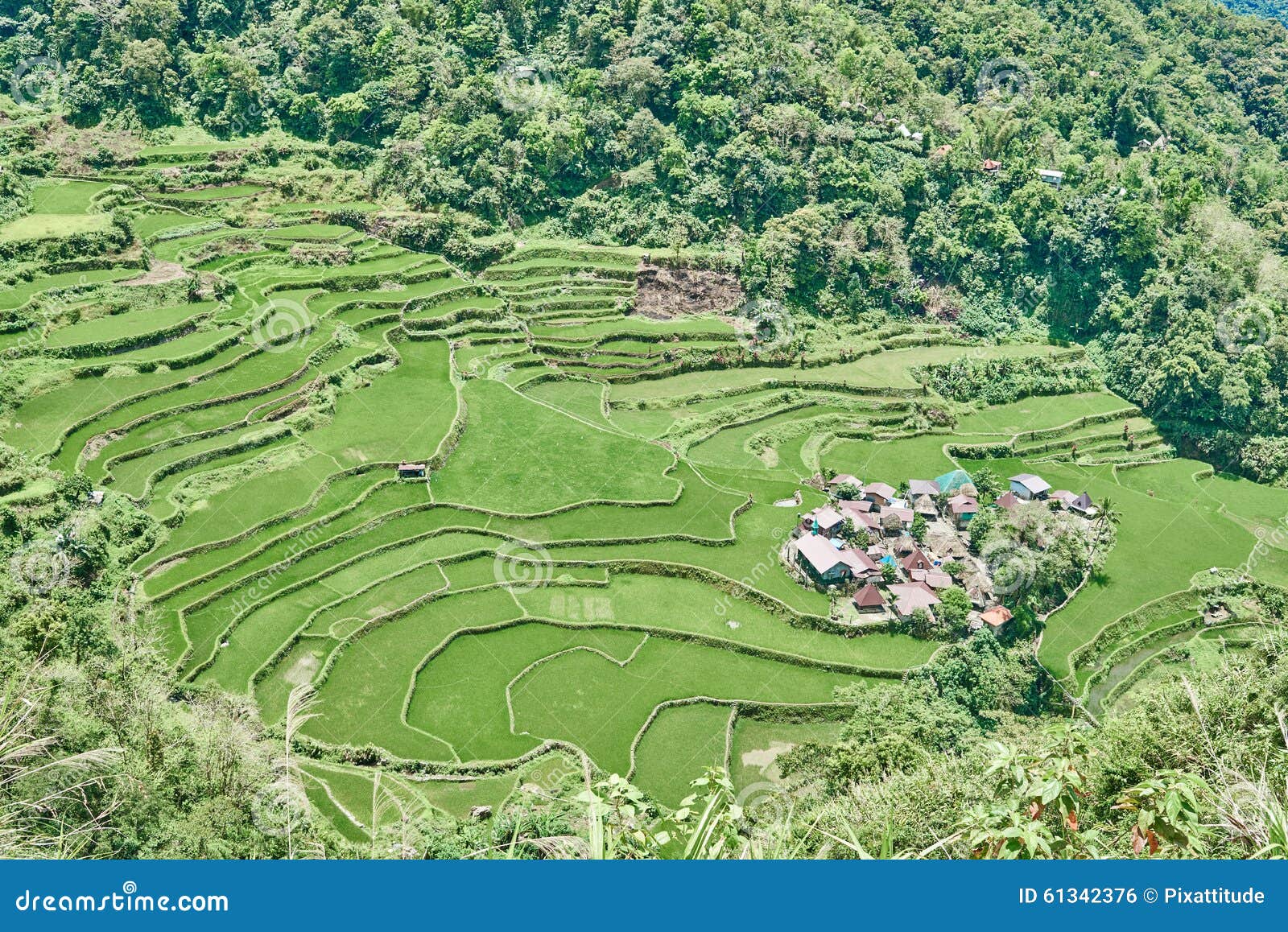 Rice Paddy Terrace Fields Philippines Stock Photo - Image of asian ...
