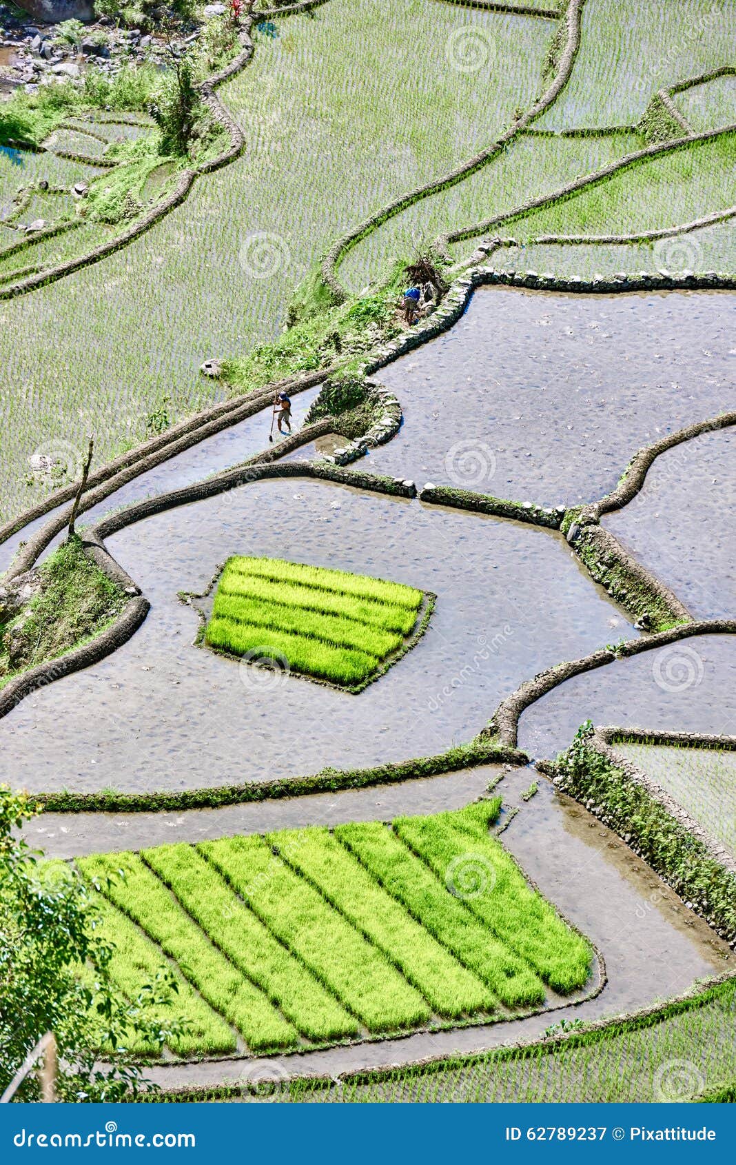 Rice Paddy Terrace Fields Philippines Stock Image - Image of landmark ...