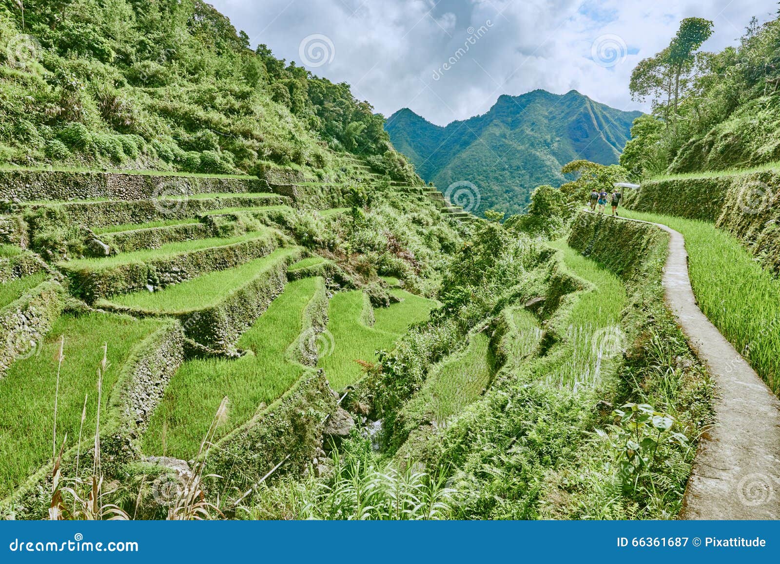 Rice Paddy Terrace Fields Philippines Stock Image - Image of ifugao ...