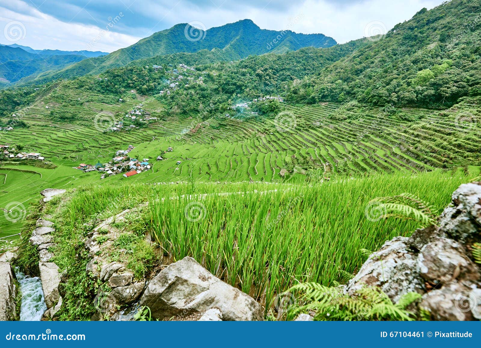 Rice Paddy Terrace Fields Philippines Stock Image - Image of food ...