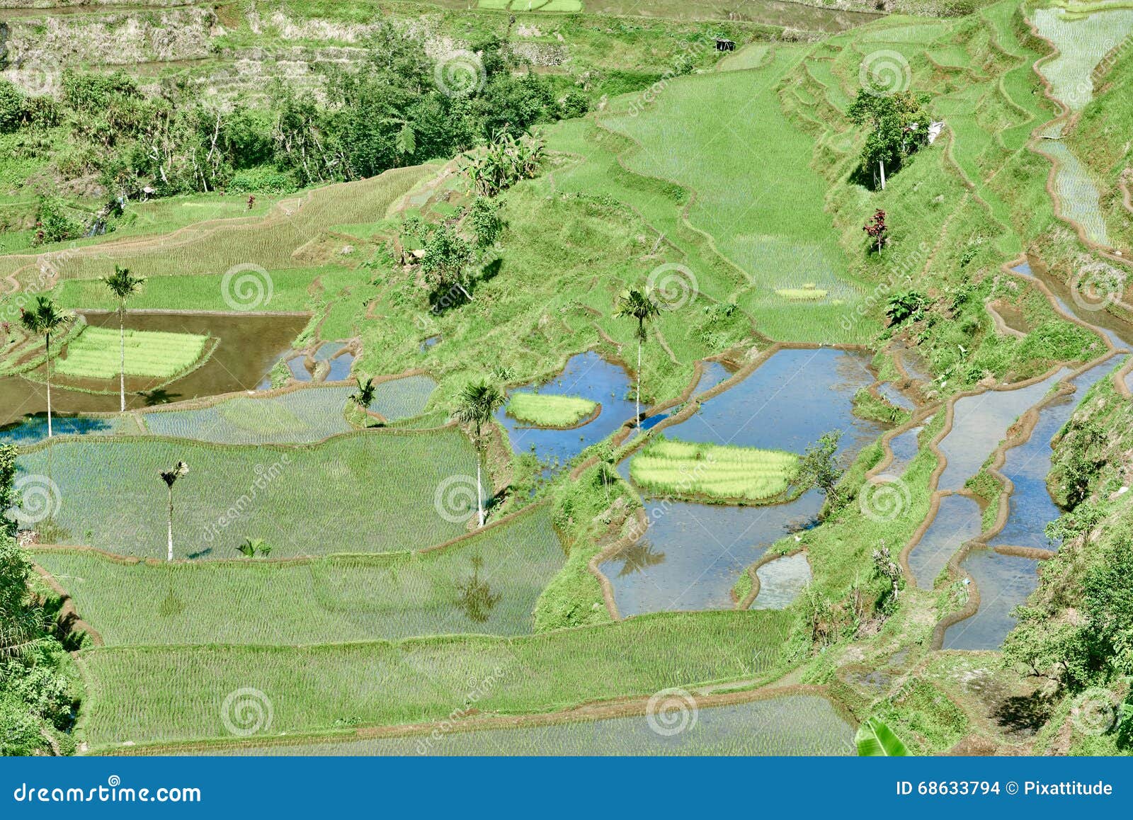 Rice Paddy Terrace Fields Philippines Stock Photo - Image of paddy ...