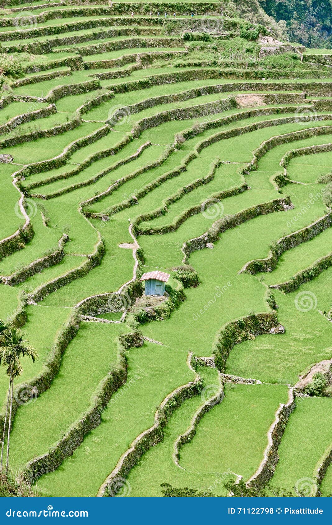 Rice Paddy Terrace Fields Philippines Stock Photo - Image of food ...