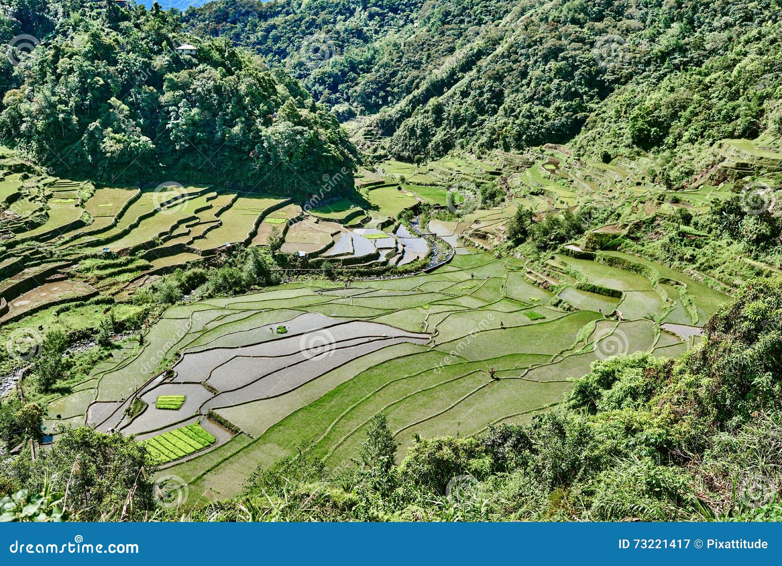 Rice Paddy Terrace Fields Philippines Stock Image - Image of food ...