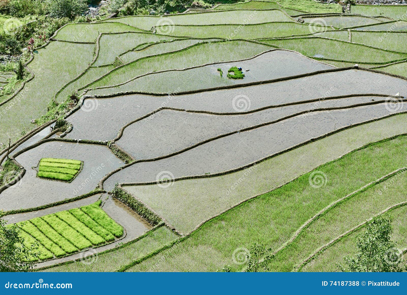 Rice Paddy Terrace Fields Philippines Stock Photo - Image of cuisine ...