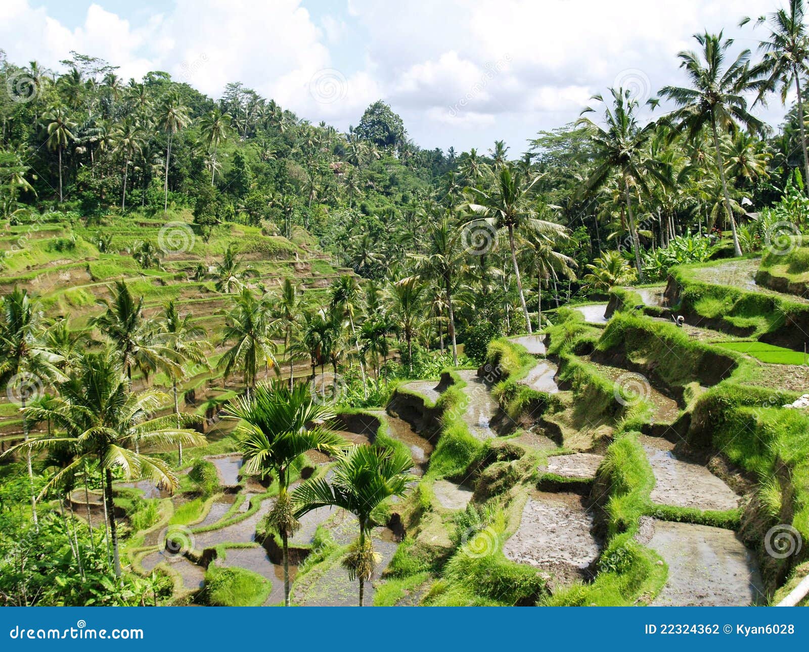 Rice Paddy Terraces @ Bali stock photo. Image of valley - 22324362