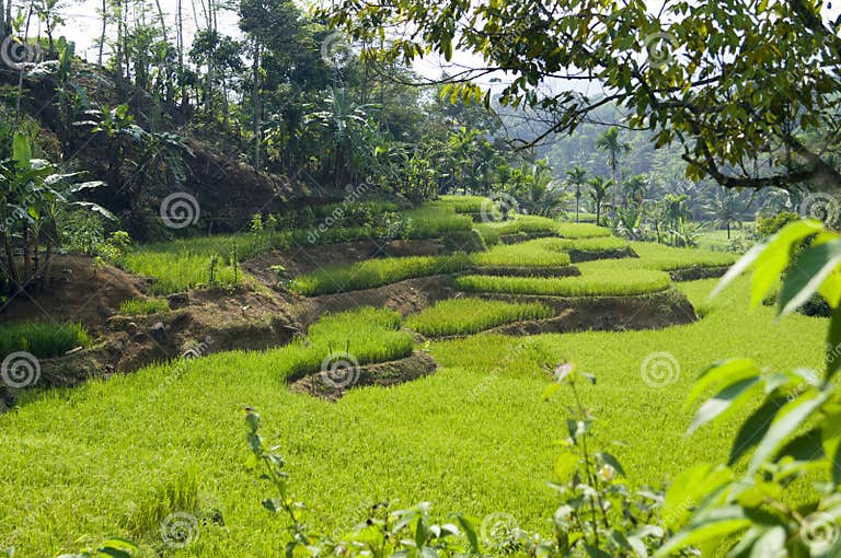 Rice Paddy Terraces stock image. Image of terraced, fields - 46586181