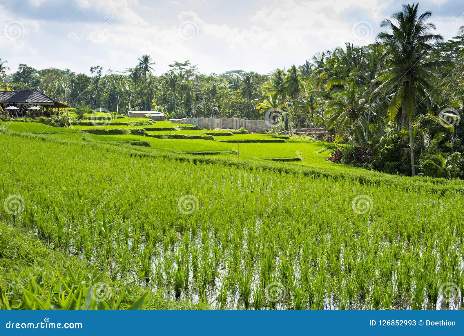 Rice Paddy Terraces with View of the Sky and Palm Trees. Stock Image ...