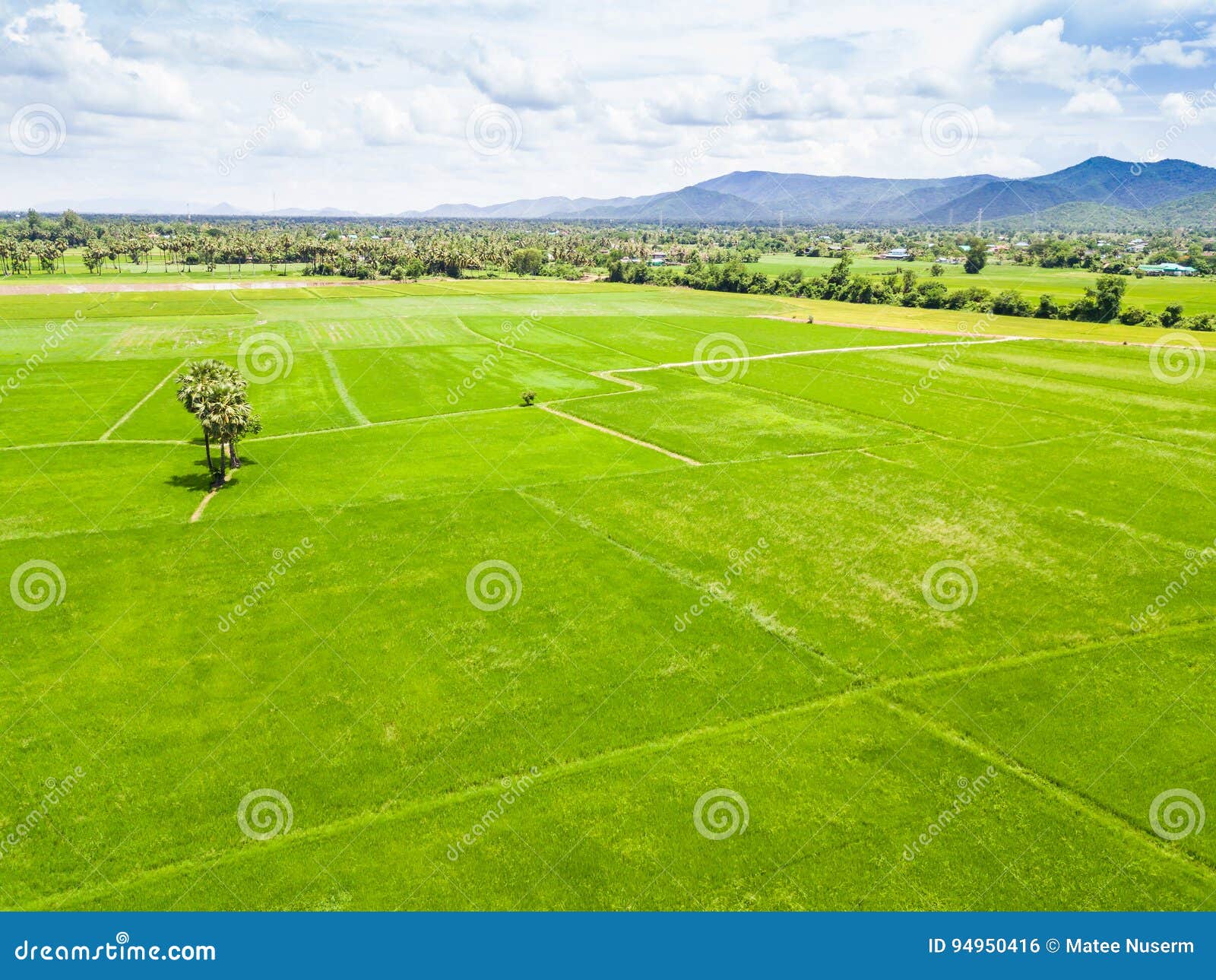 Rice paddy in Thailand stock photo. Image of grove, palmyra - 94950416