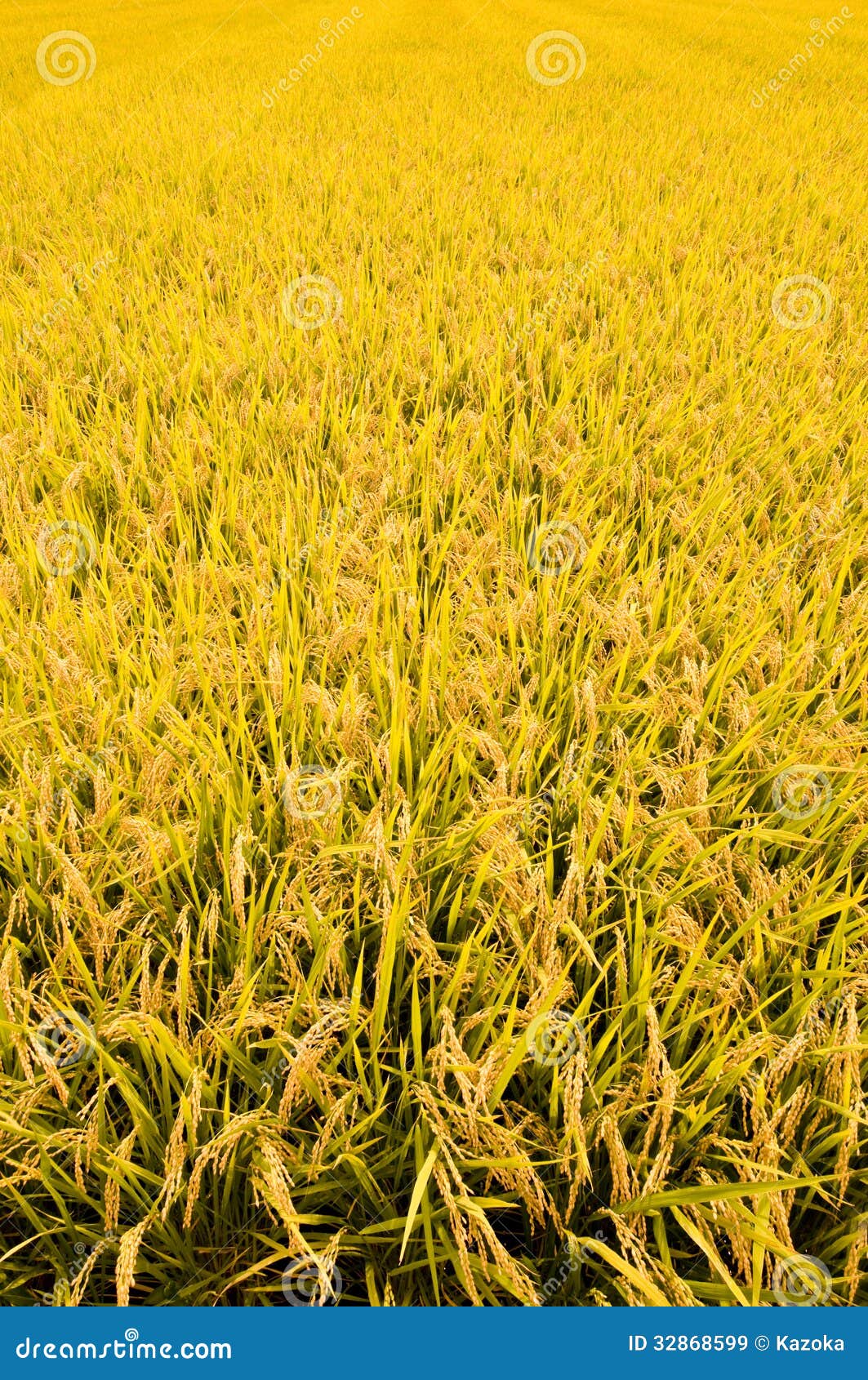 Rice paddy stock image. Image of green, grow, growth - 32868599