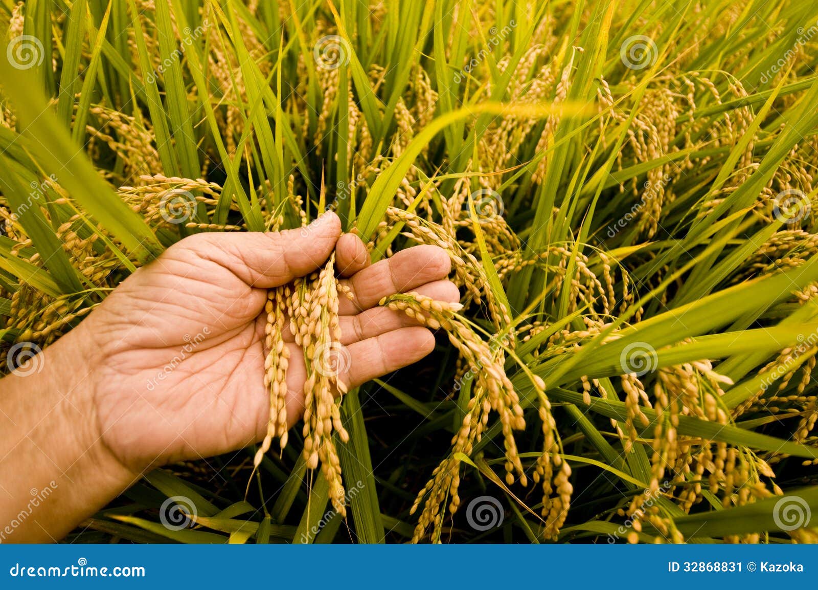 Rice paddy stock image. Image of food, farming, close - 32868831