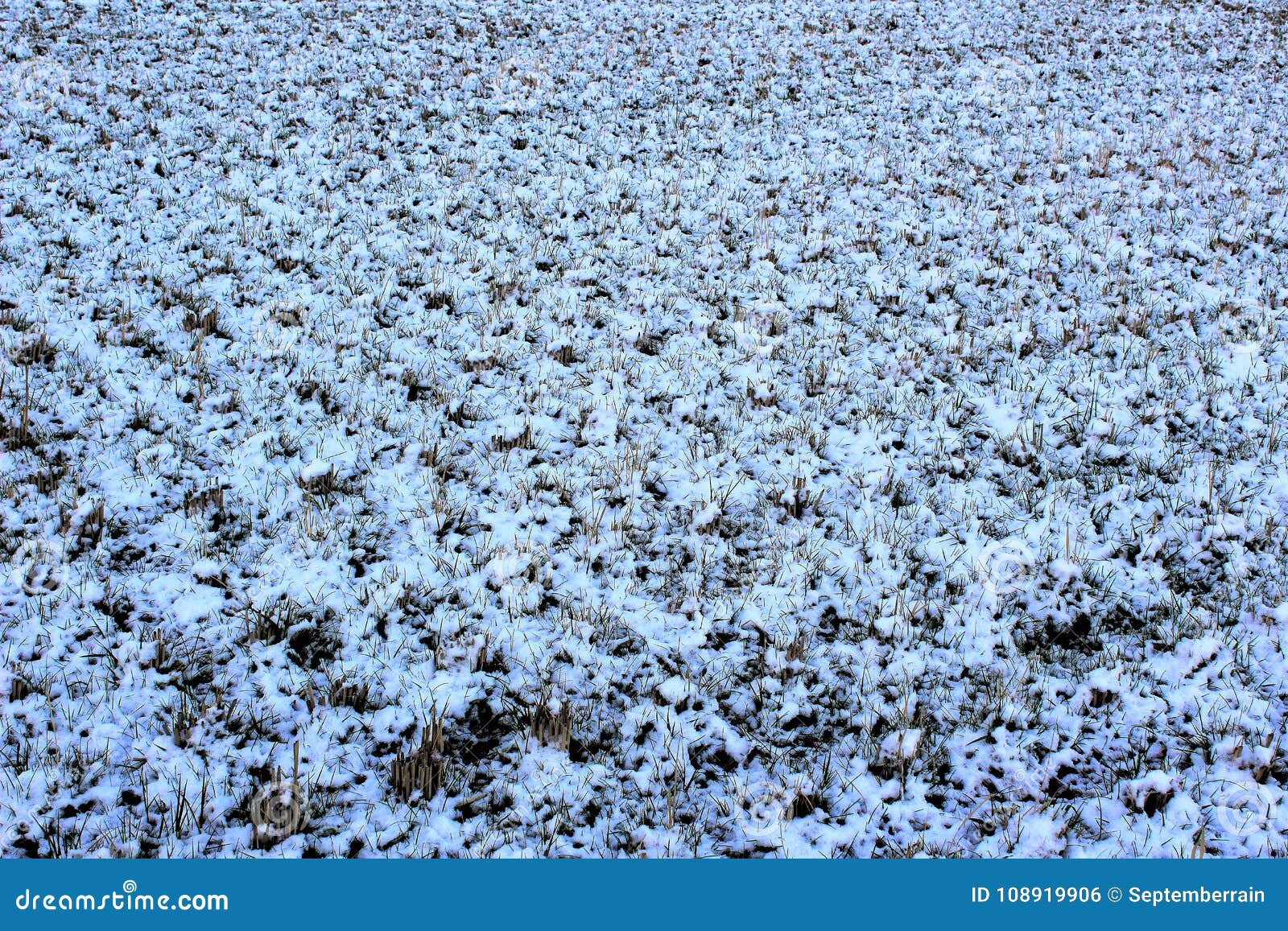 A rice paddy in winter stock photo. Image of agriculture - 108919906
