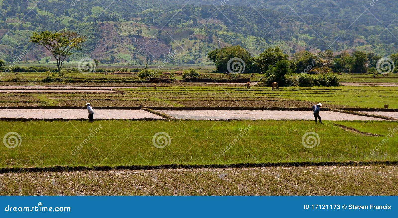 Rice Paddy Work stock image. Image of farmer, hard, horizontal - 17121173