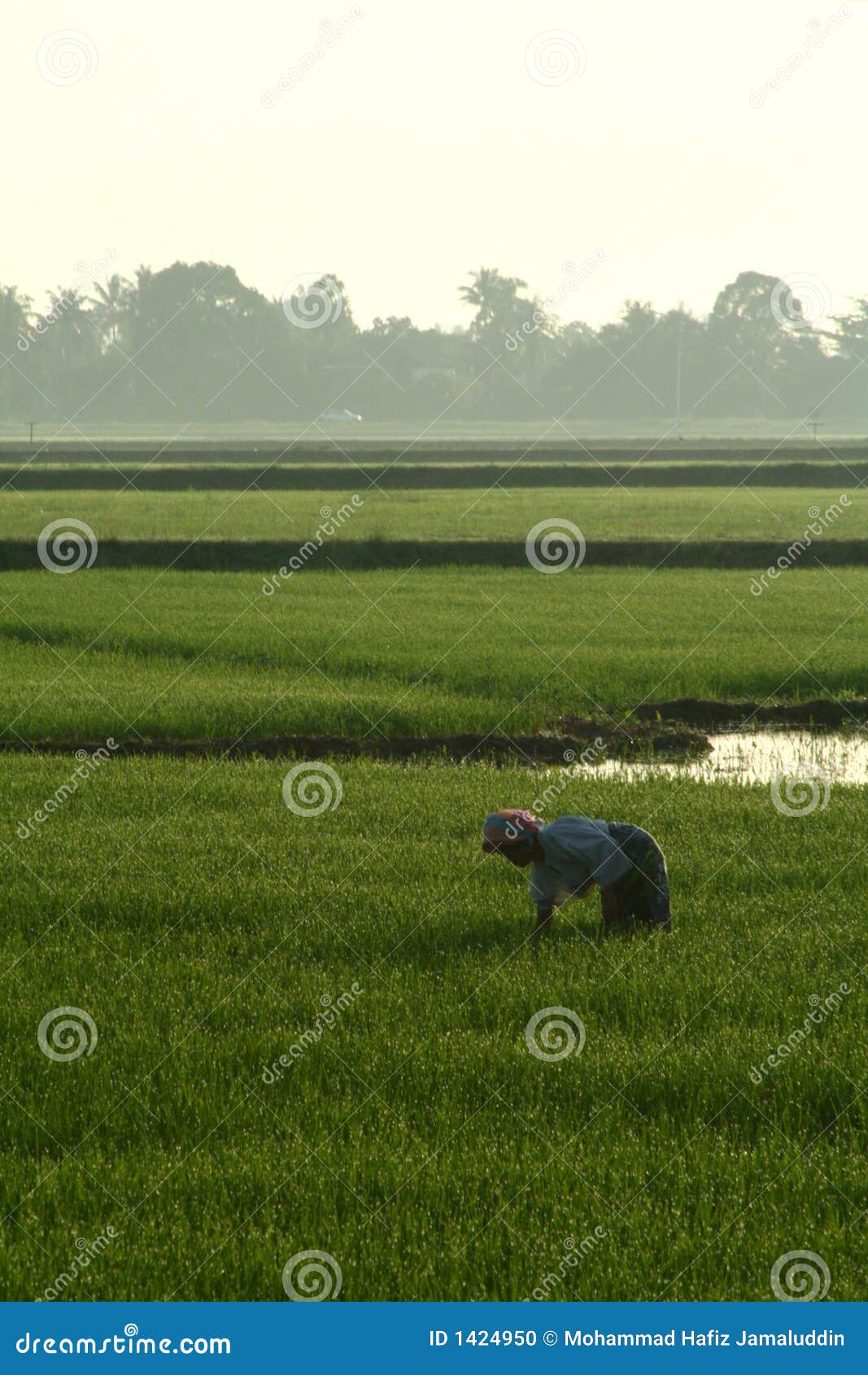 Rice Paddy Worker stock photo. Image of foodstuff, outside - 1424950