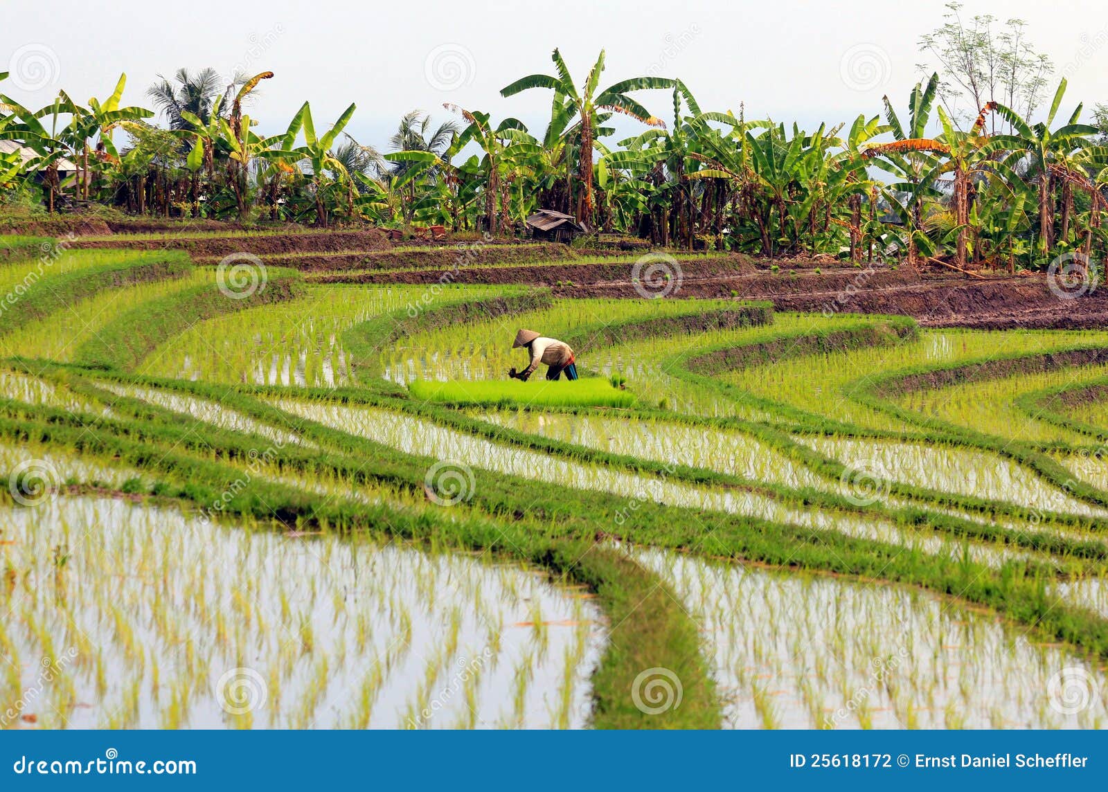 Rice paddy with worker stock photo. Image of rice, east - 25618172