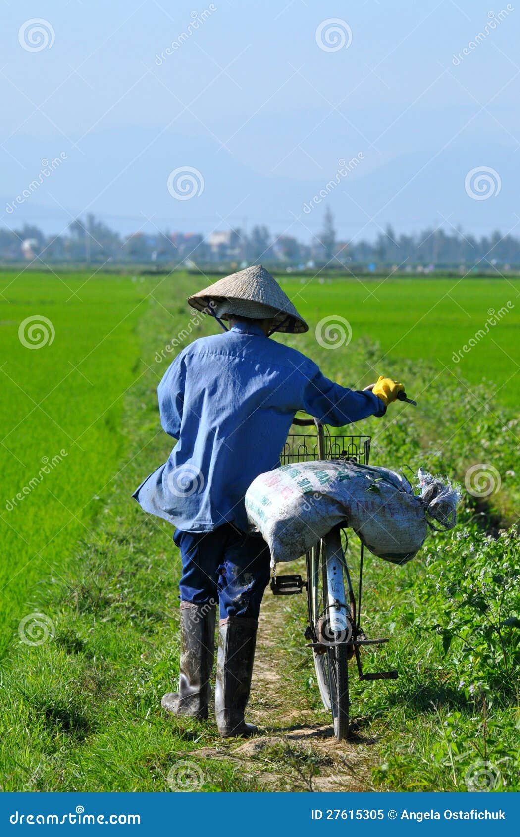 Rice Paddy Worker editorial image. Image of female, organic - 27615305