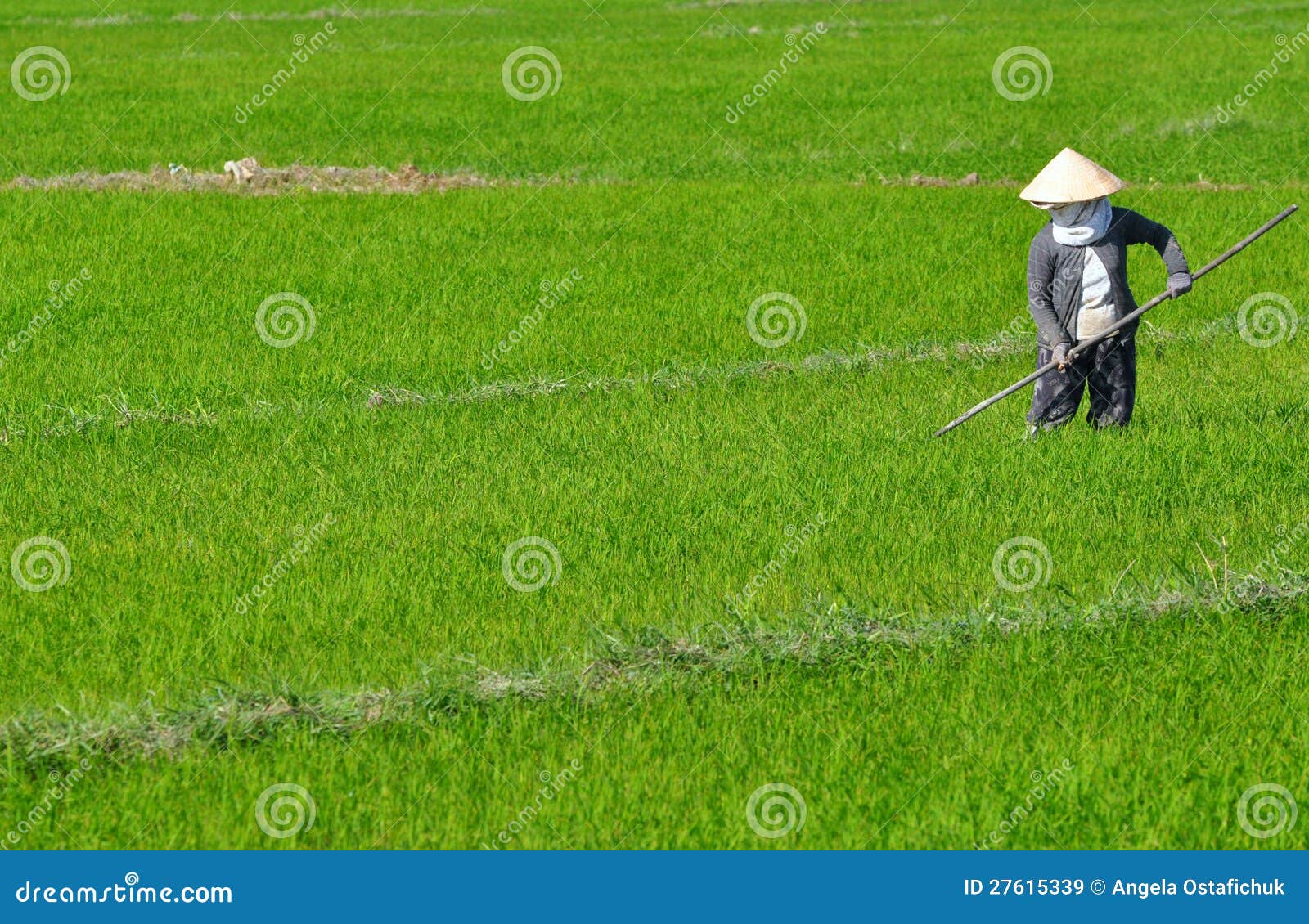 Rice Paddy Worker editorial stock image. Image of food - 27615339