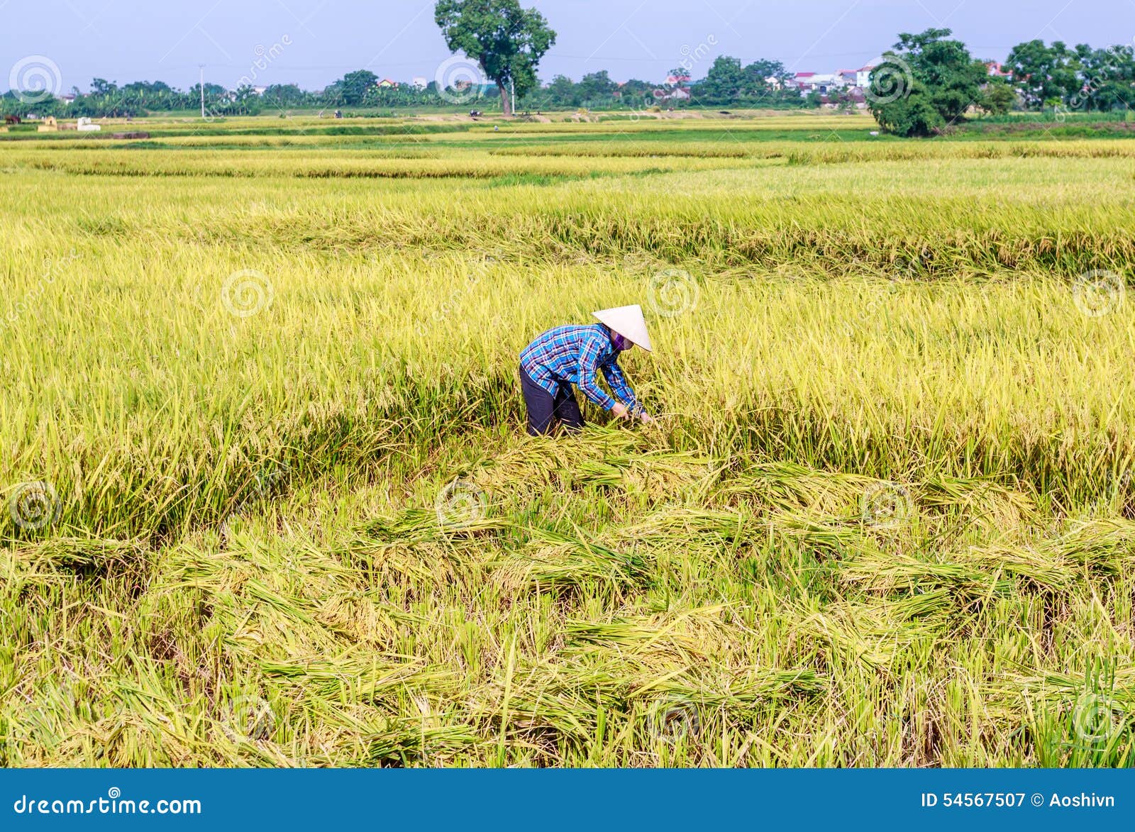 Rice Paddy Worker stock image. Image of ethnicity, farm - 54567507