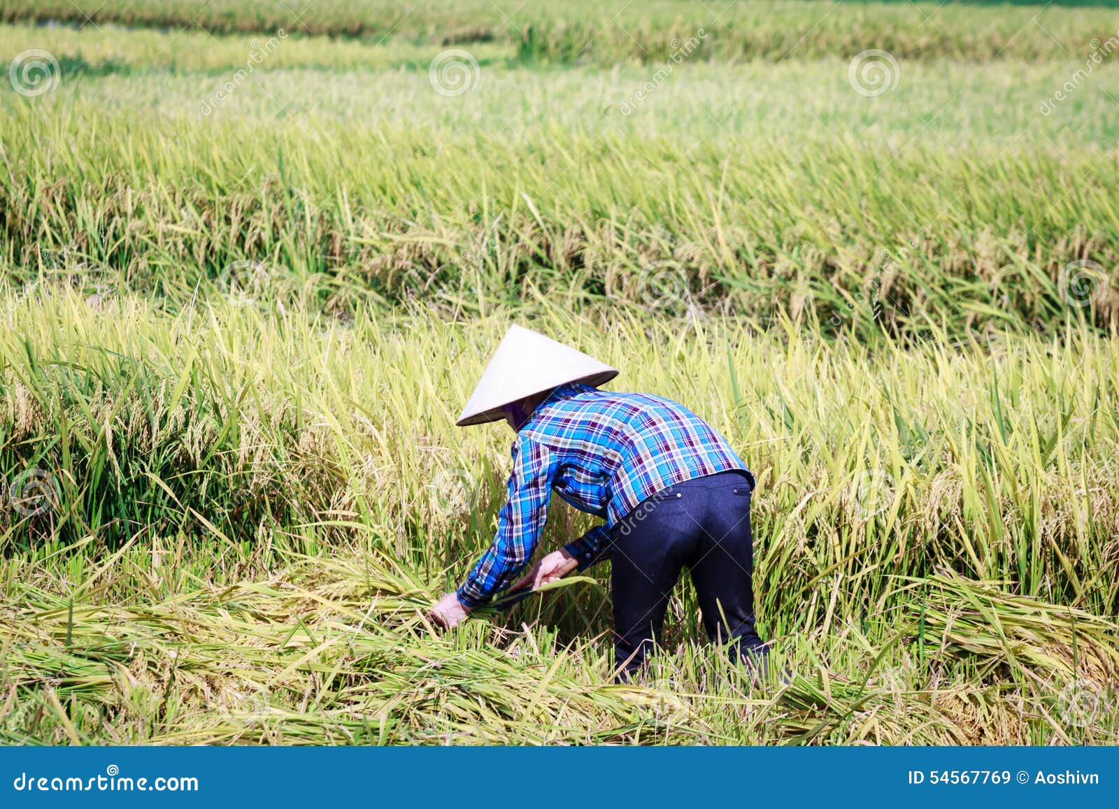 Rice Paddy Worker stock image. Image of color, dawn, asian - 54567769