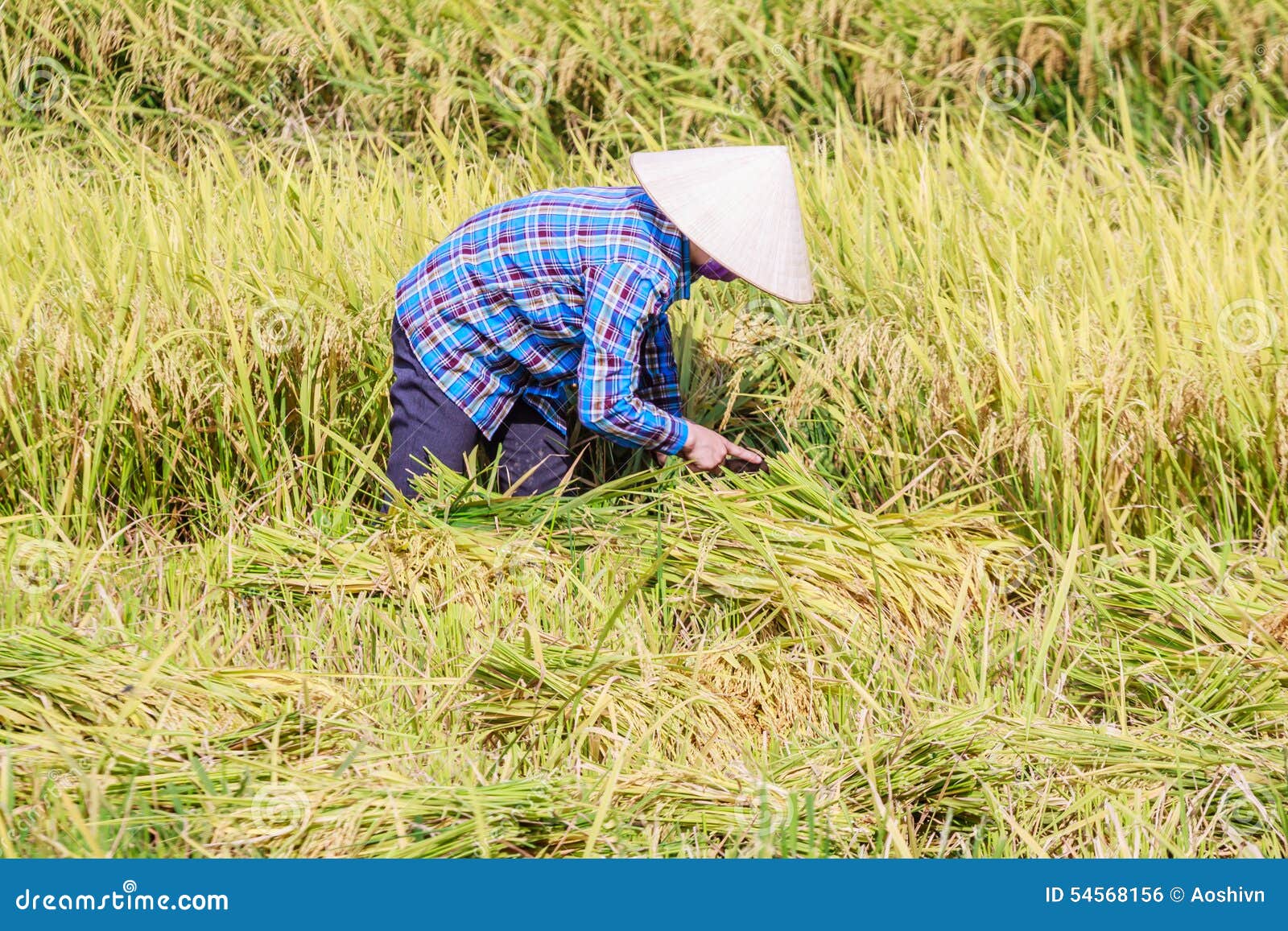 Rice Paddy Worker stock photo. Image of agriculture, dawn - 54568156