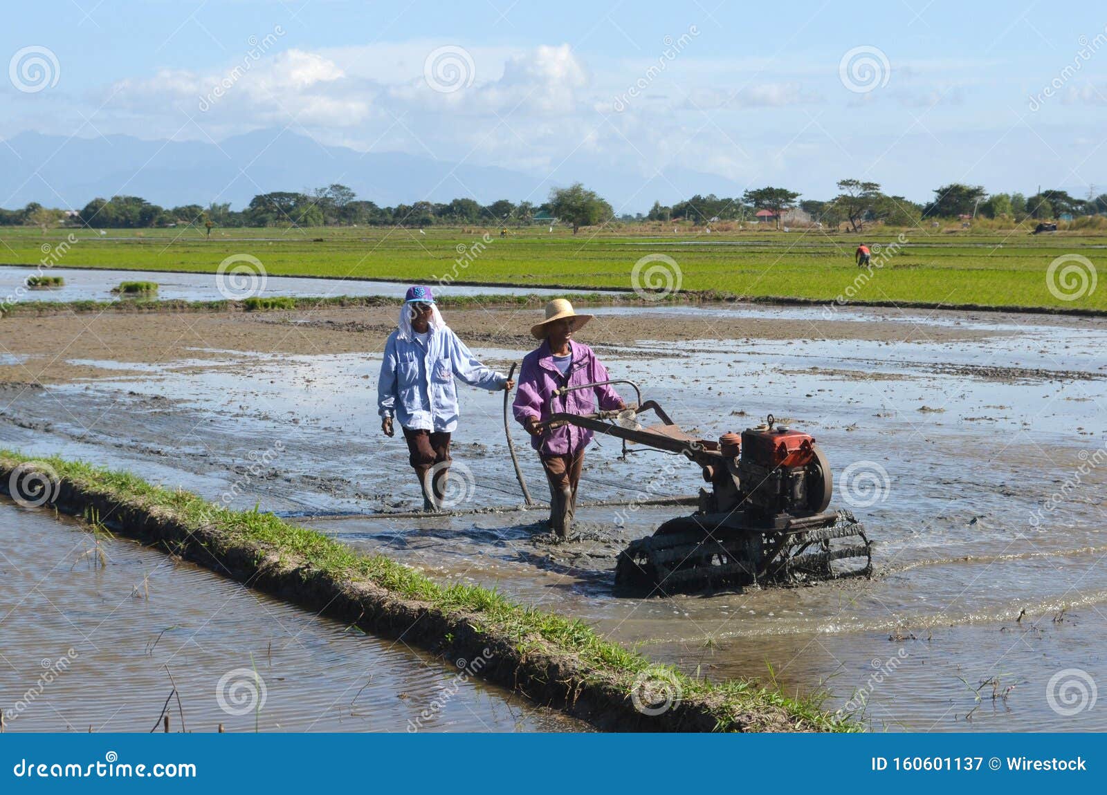 Rice Paddy Workers Close Up Editorial Photography - Image of ceremony ...