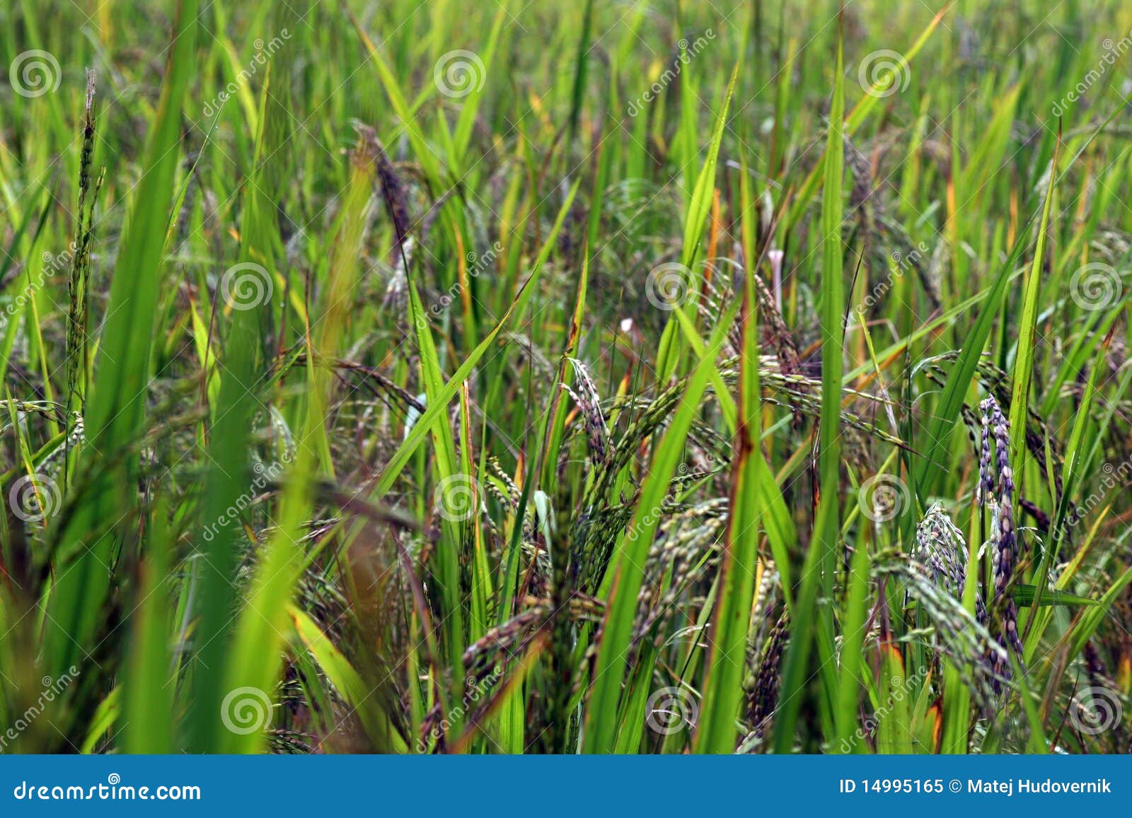 Rice padi stock image. Image of heat, field, brightly - 14995165