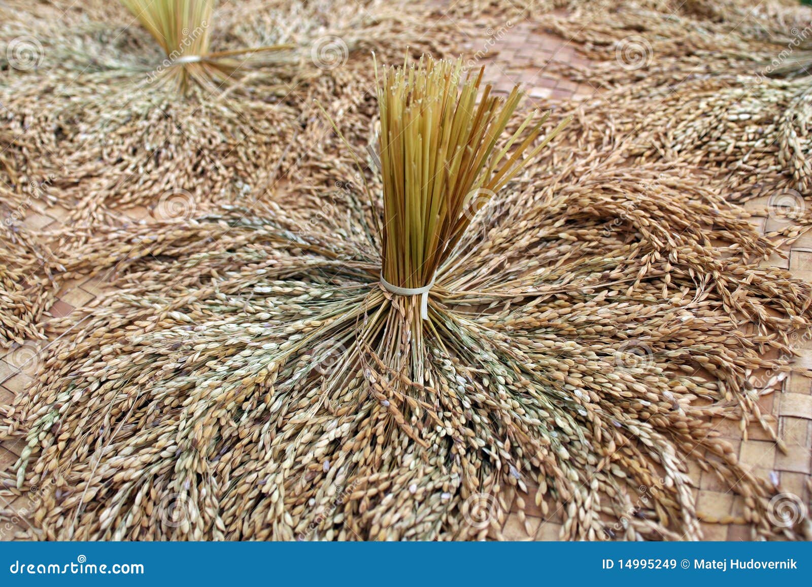 Rice padi stock image. Image of horizontal, grain, farm - 14995249