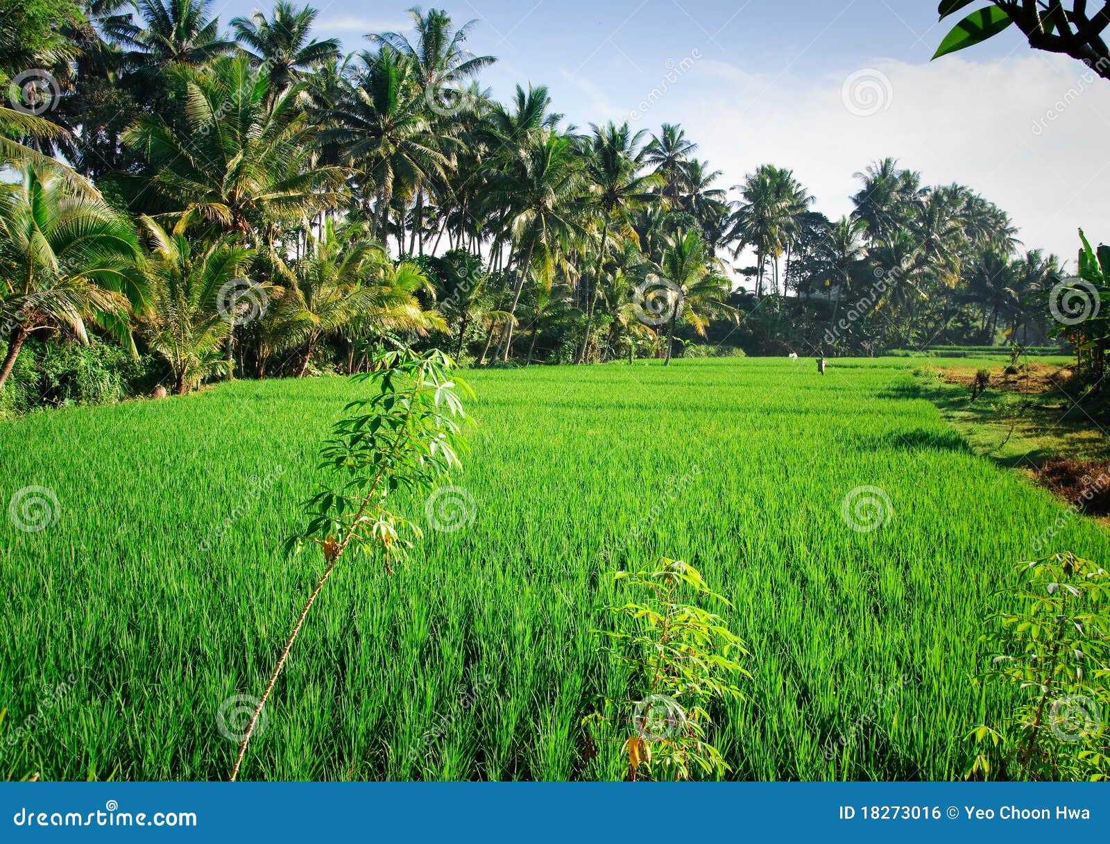 Rice Padi stock photo. Image of attraction, farm, crops - 18273016
