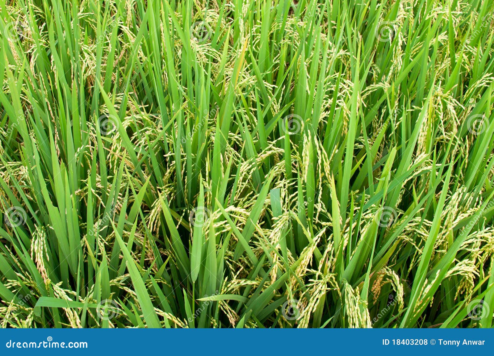 Rice Padi stock photo. Image of seeds, agriculture, plant - 18403208