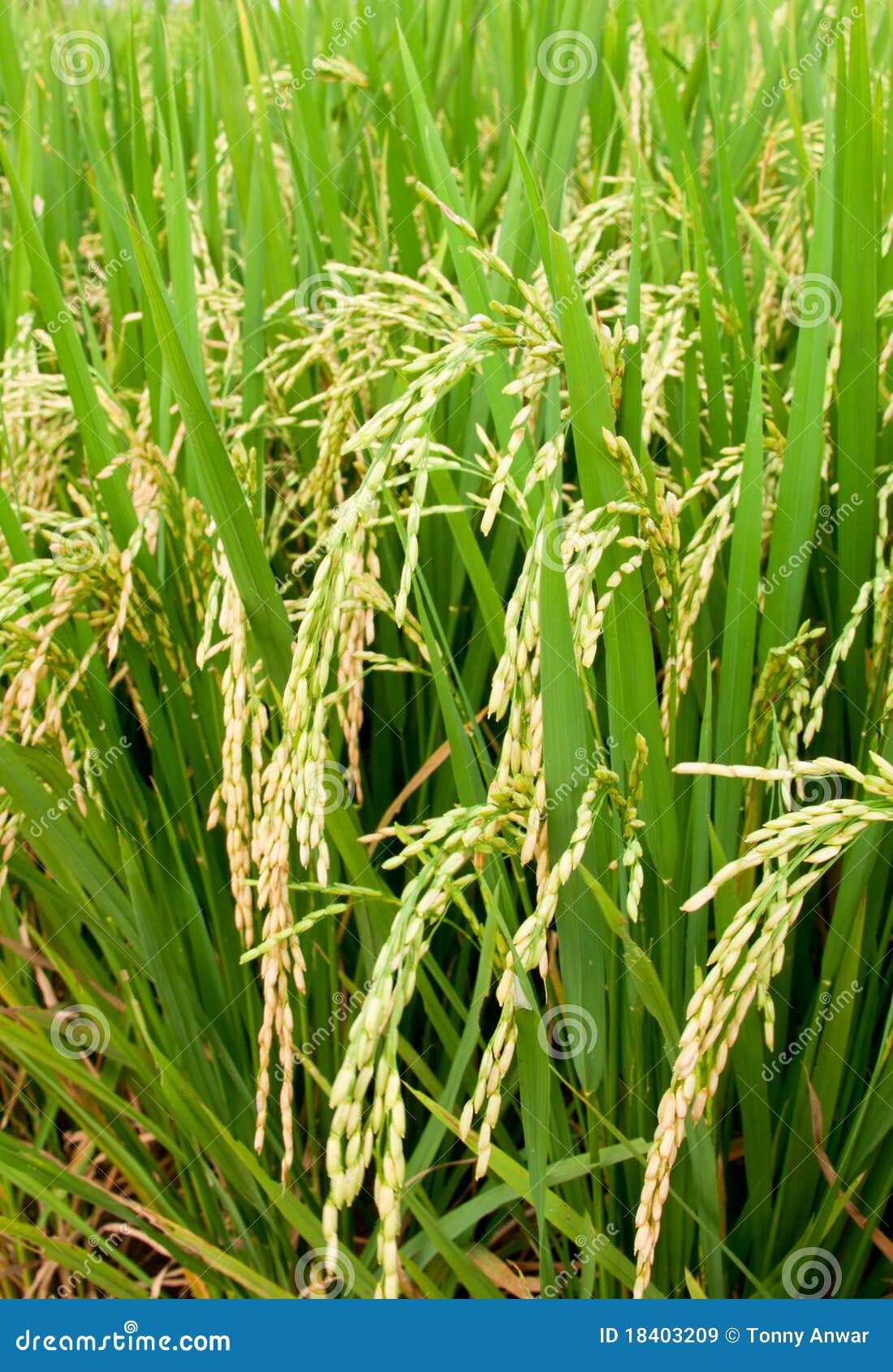 Rice Padi stock image. Image of field, asian, corp, farming - 18403209