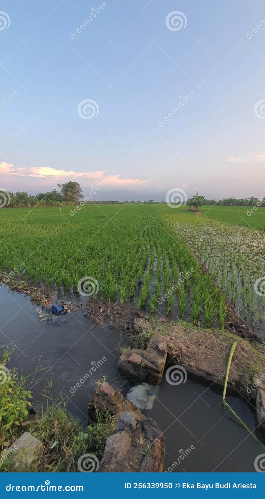 Rice Pady Field stock photo. Image of nature, calm, village - 256339950