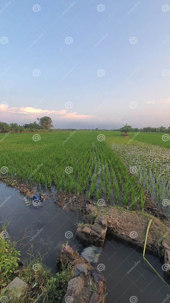 Rice Pady Field stock photo. Image of nature, calm, village - 256339950