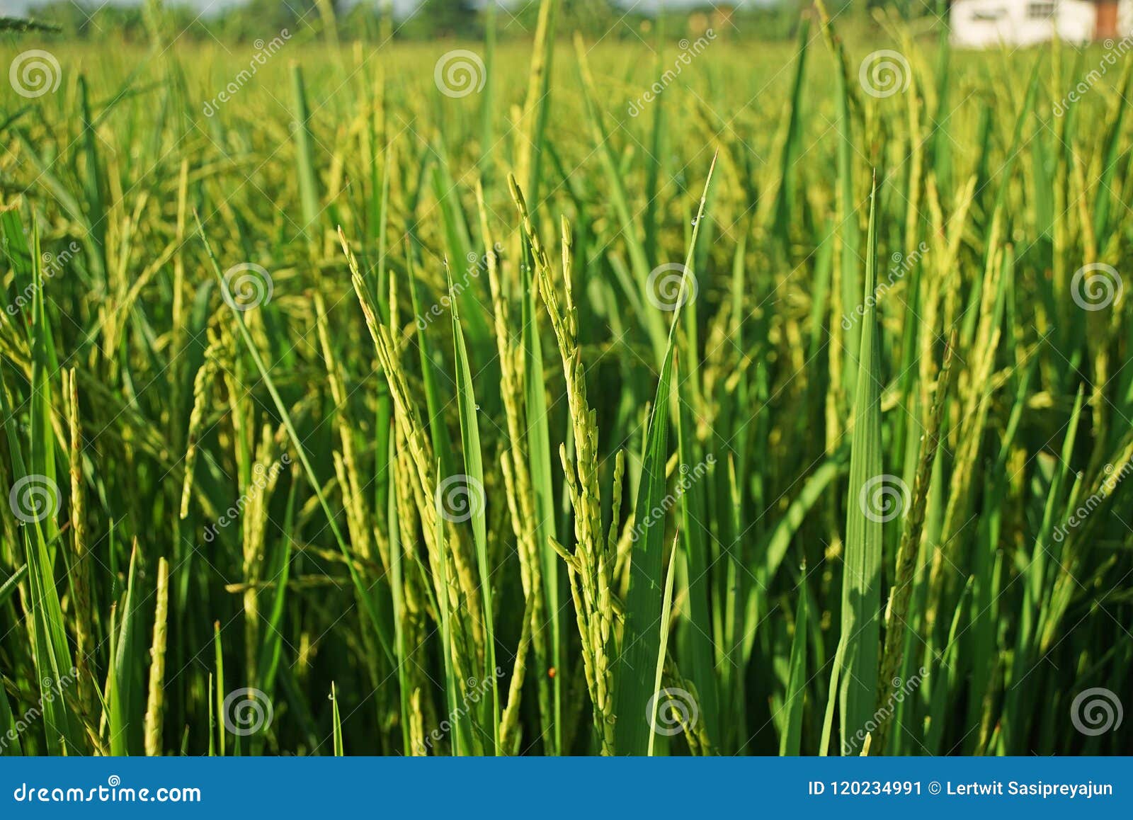 Rice Panicle at Flowering Stage Stock Image - Image of green ...